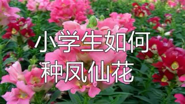 小学生如何种凤仙花?