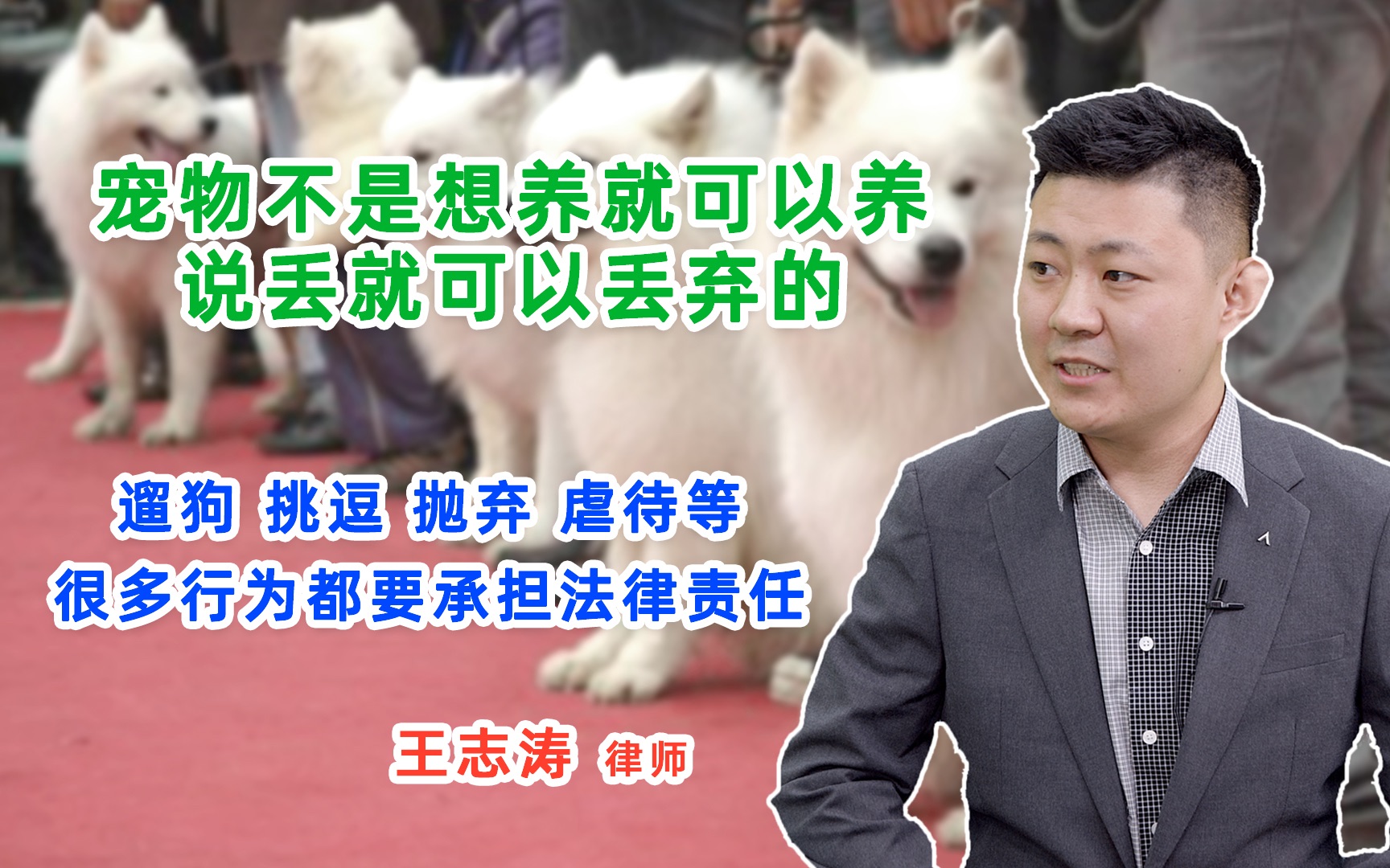【法律知视】宠物经常伤人怎么办?饲养人的责任和义务到底是怎么...
