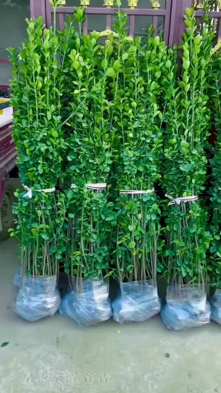 绿篱北海道黄杨南北方均可种植