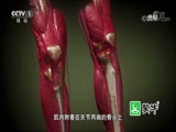 [中国青少年科学总动员]人体的奥秘 毛细血管能绕地球两圈半
