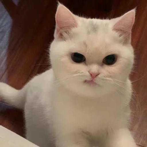 R瑞宁 