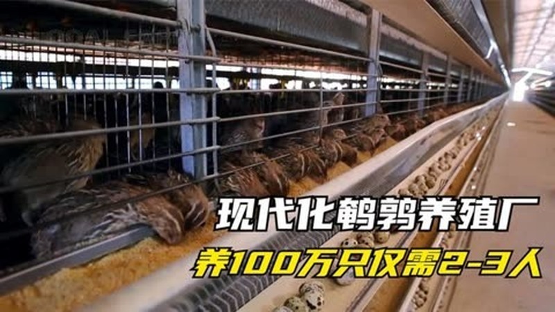 现代化养殖厂,养100万只鹌鹑芦丁鸡仅需2 3人,是如何做到的