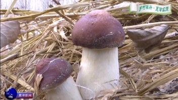 德州市夏津县乡村振兴典型案例