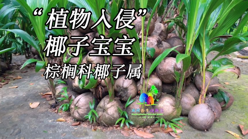 椰子通过漂流的方式传播种子,也被称为“植物航海家”