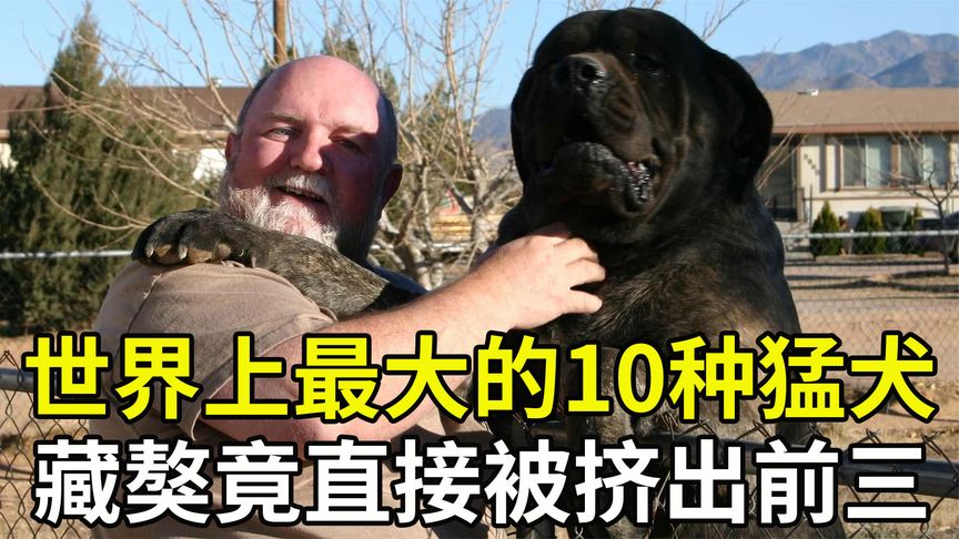 世界10大超大型猛犬,藏獒在它们面前像玩具,你见过最大的狗吗?