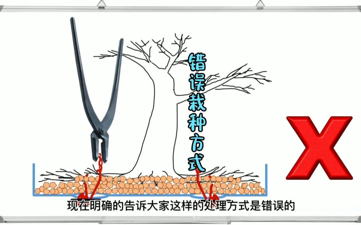 树木根系养成正确栽种方式详细讲解与实操