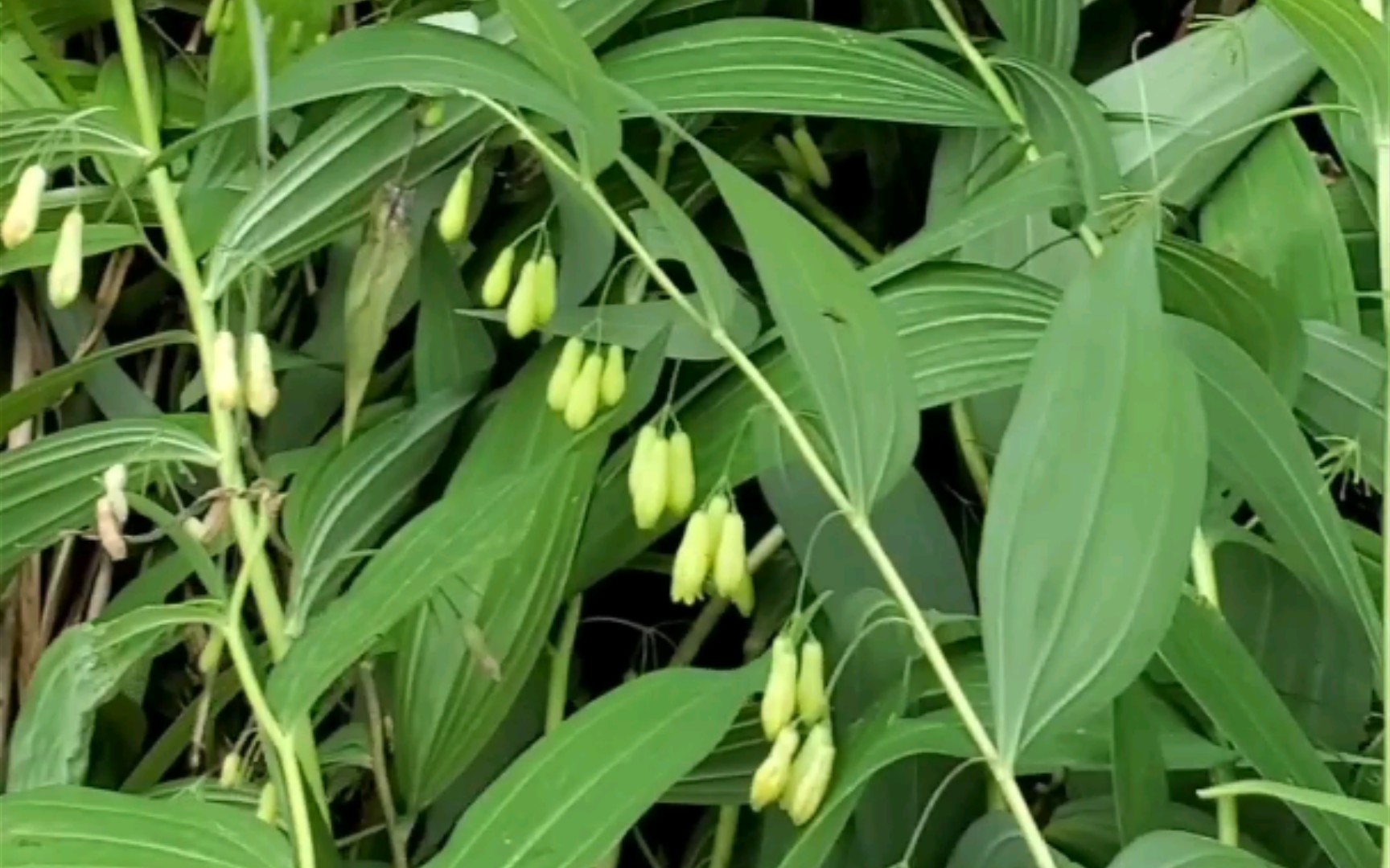 ‘仙人余粮’上等野生黄精 你们知道它有什么功效吗