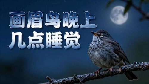 画眉鸟晚上几点睡觉