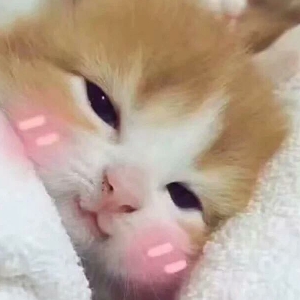 苏子罕 