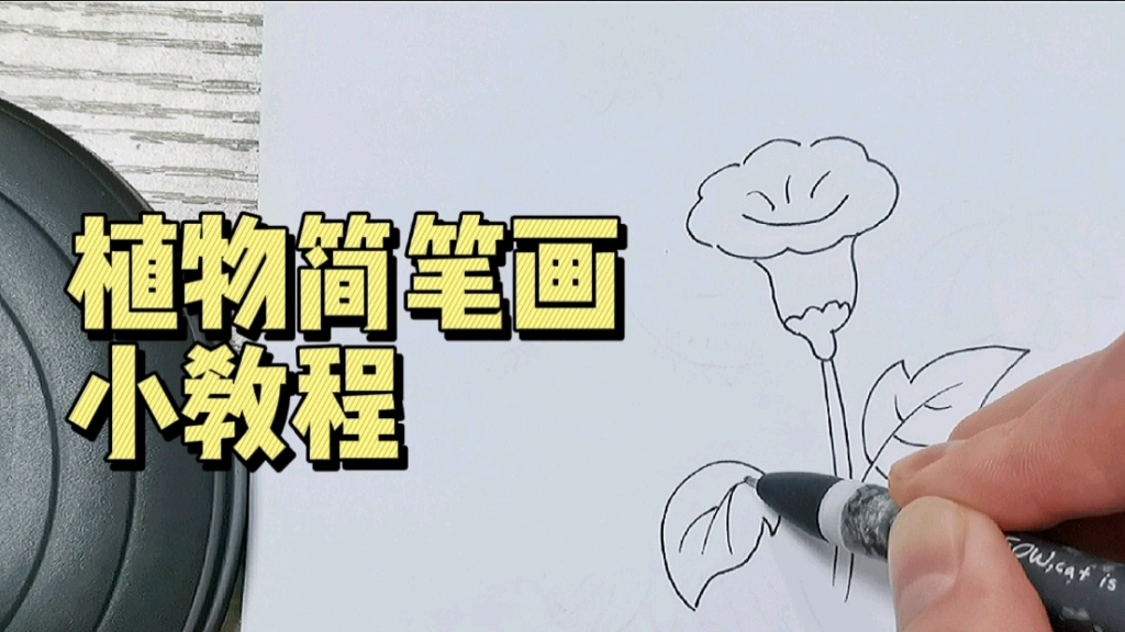 植物简笔画小教程