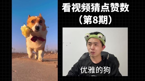 这绝不是一条普通的狗!