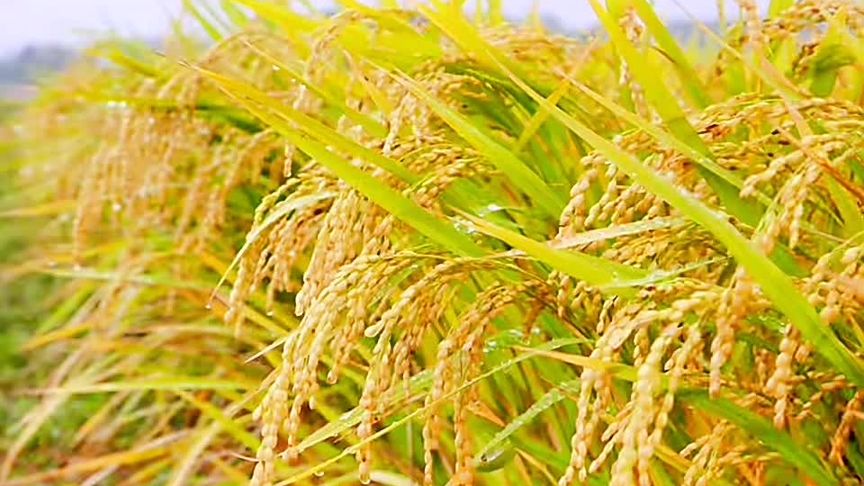 秋天,稻田里的稻谷成熟了,田野遍地一片金黄