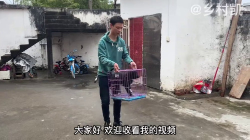 小伙领回一只田园犬,有老乡说这狗大有来头,看看它值多少钱