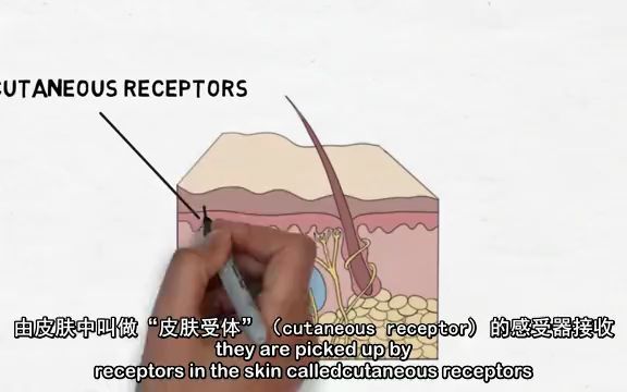 【中字】两分钟神经科学-#23 脊柱内侧丘系@Bio人字幕组