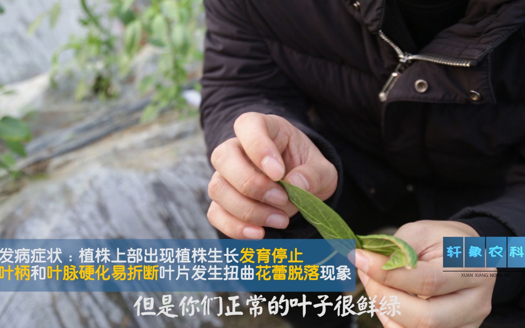 专家看了一眼青椒的叶子,就知道产量能不能达到2000斤