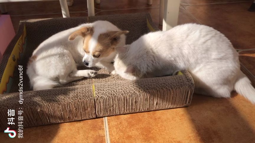 经常有人问我,猫和狗一起养,打架吗?看看吧ߘ