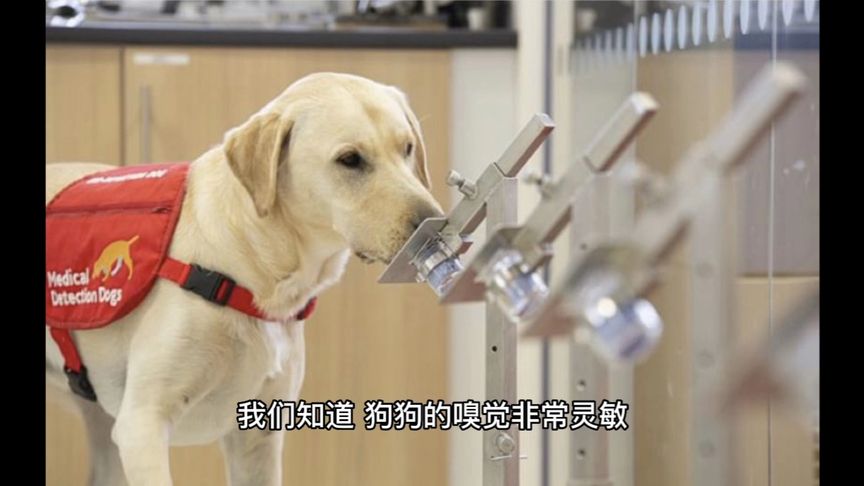 狗狗能嗅出新冠病毒?
