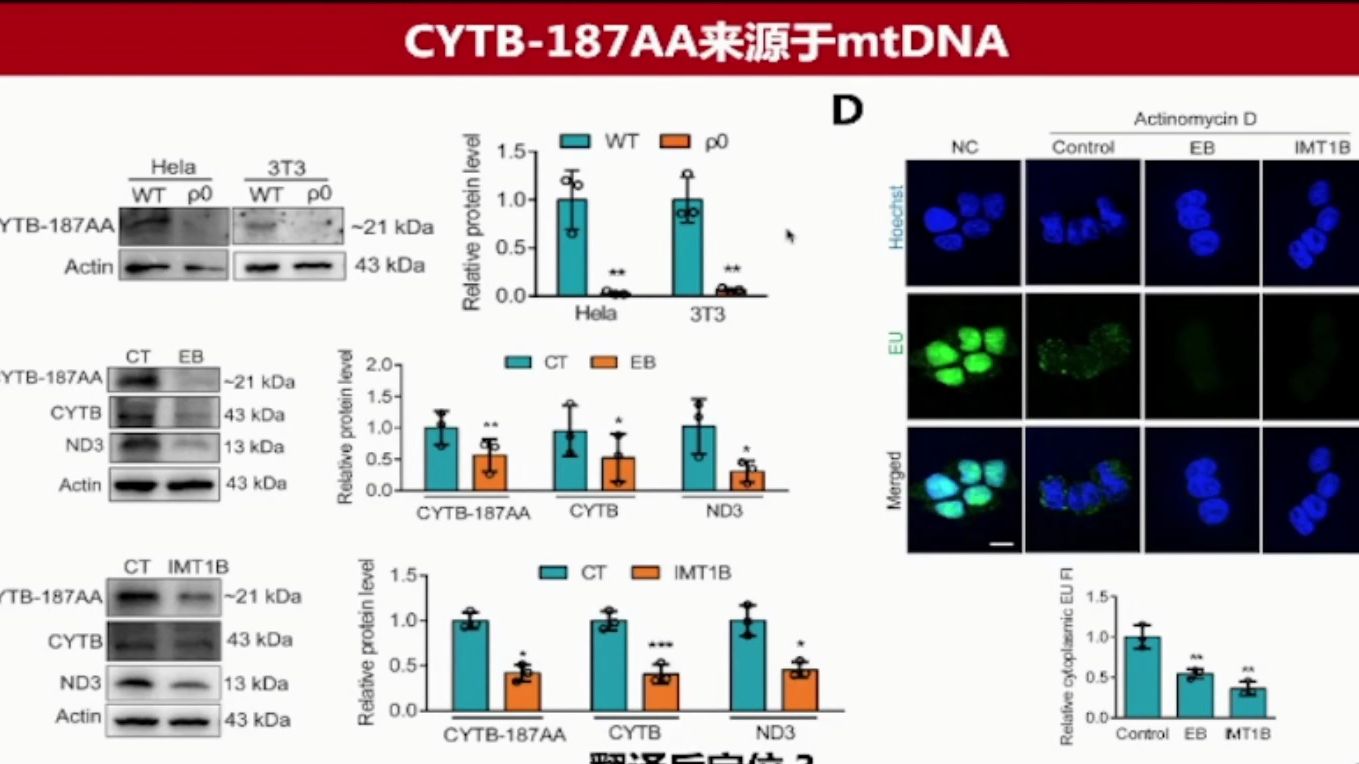 20240508-中国科学院刘兴国-Cell Metabolism-线粒体基因组编码的第...