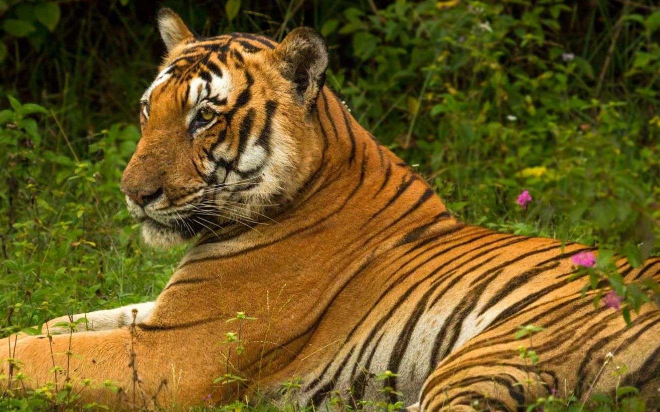 班迪普尔保护区被虎王拉贾杀掉的那只680多kg的白肢野牛尸体