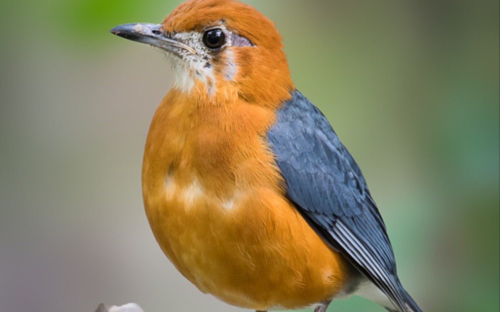 如果动物都胖成球,真鸟版【Toto观鸟·橙头地鸫】