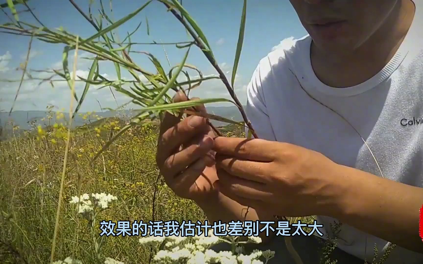 北柴胡怎么识别,野生柴胡和种植柴胡有什么区别