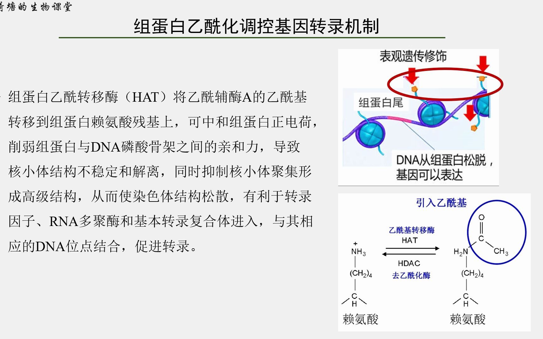表观遗传之组蛋白乙酰化影响基因的表达