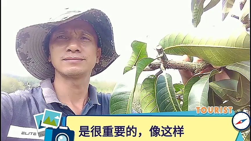 芒果树修剪枝条必须得掌握技术,挂果率才高
