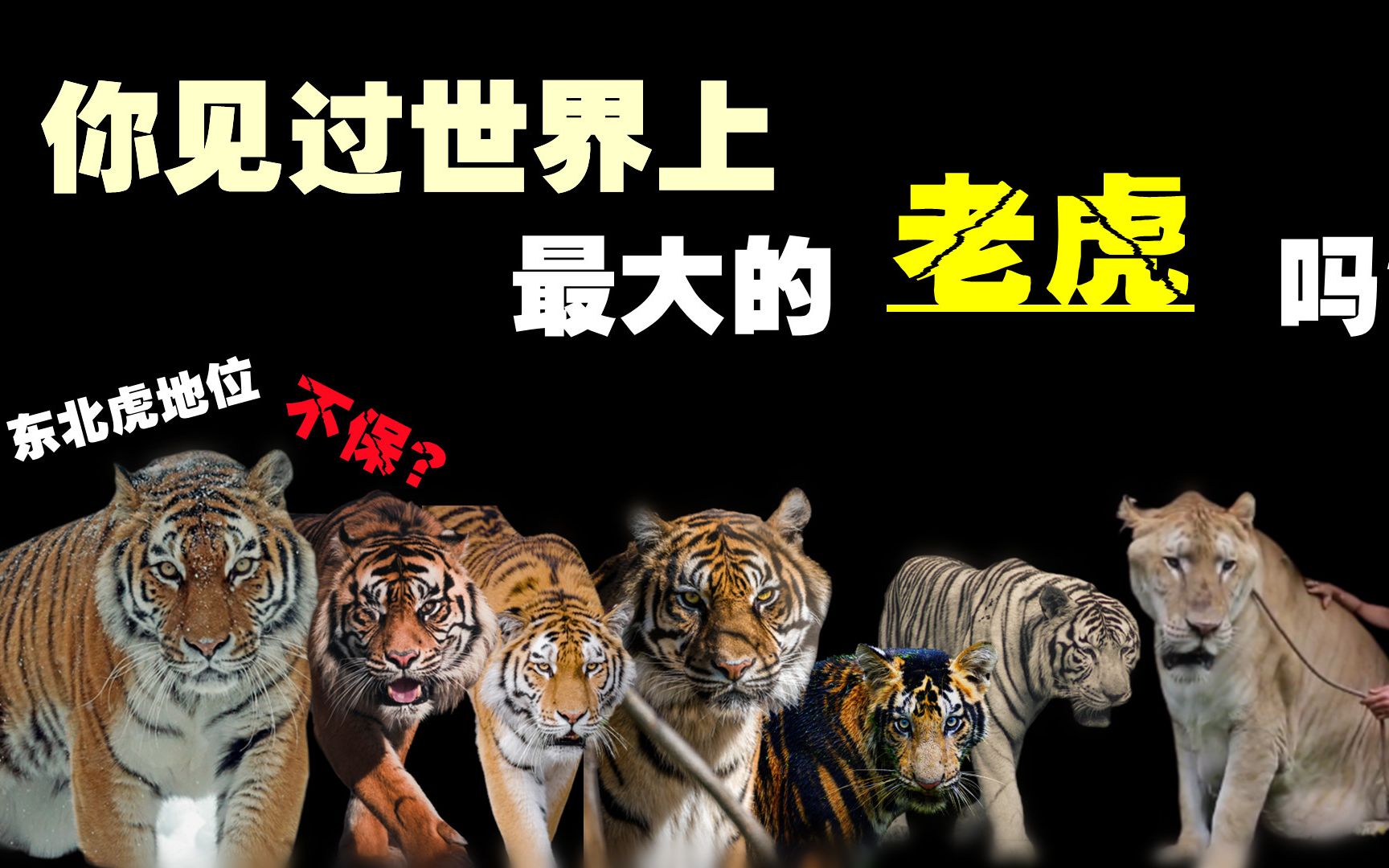 世界各国的10种“猛虎”,你以为是个老虎都能干得过狮子吗?