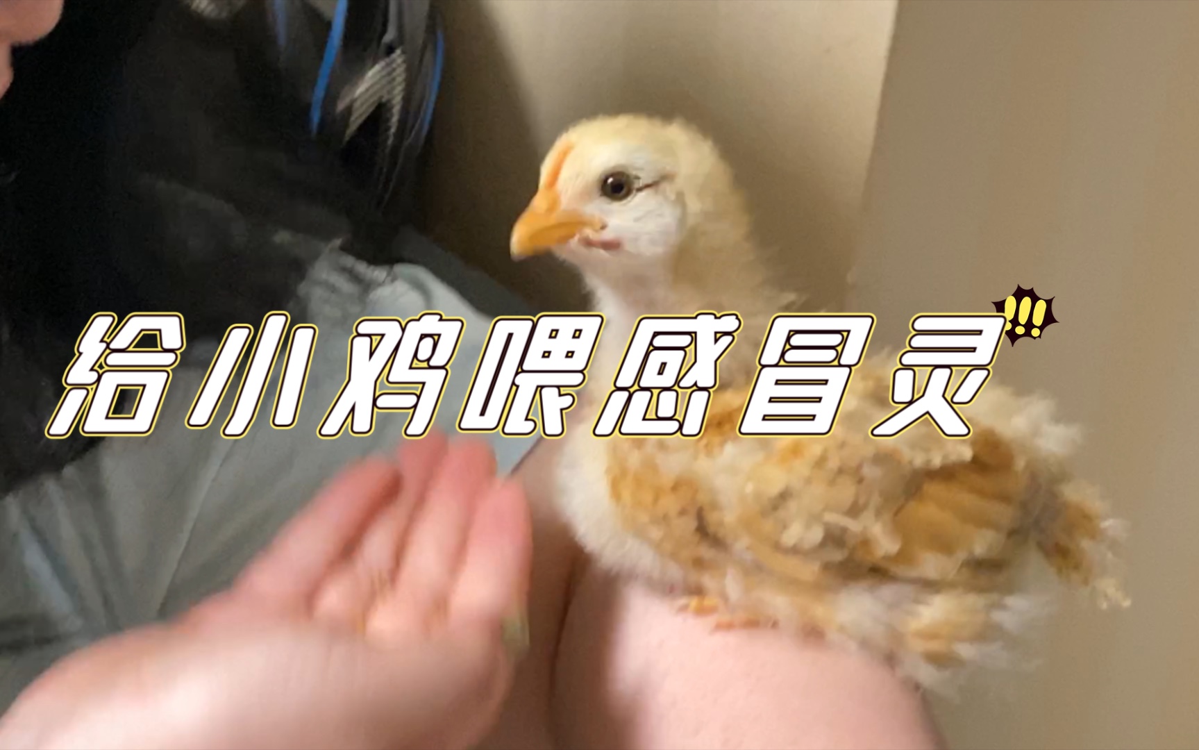 小鸡感冒了,先按医嘱喂一点点感冒灵
