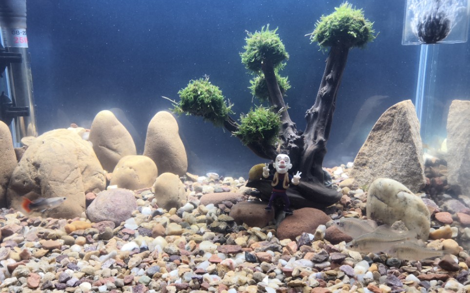 【原生鱼缸】慕斯树入缸3天,颜色变深,光头强都来留影了