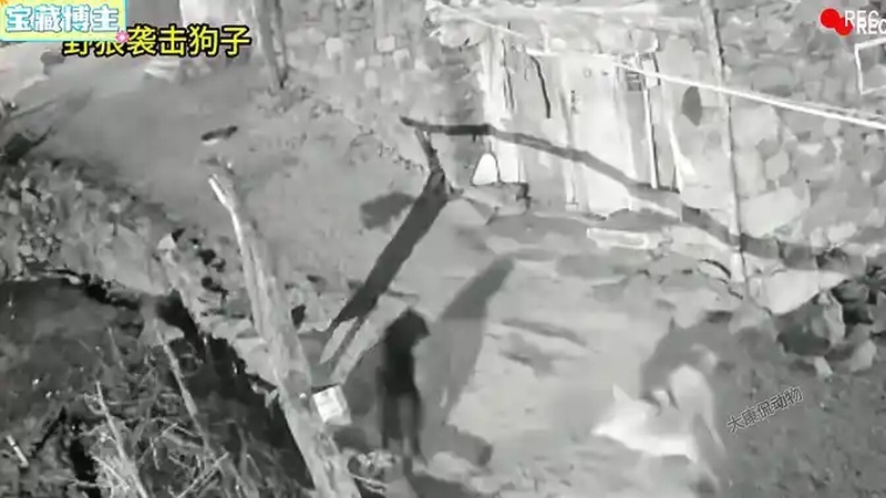 野狼闯进民院咬死狗,狗主人火速驱赶,紧张时刻