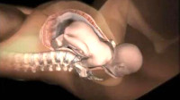 女人生孩子到底有多疼?3D模拟演示全过程,看完向母亲致敬