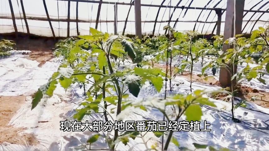 番茄移栽醒苗后,做好这三点田间管理,每棵番茄都能高产丰收