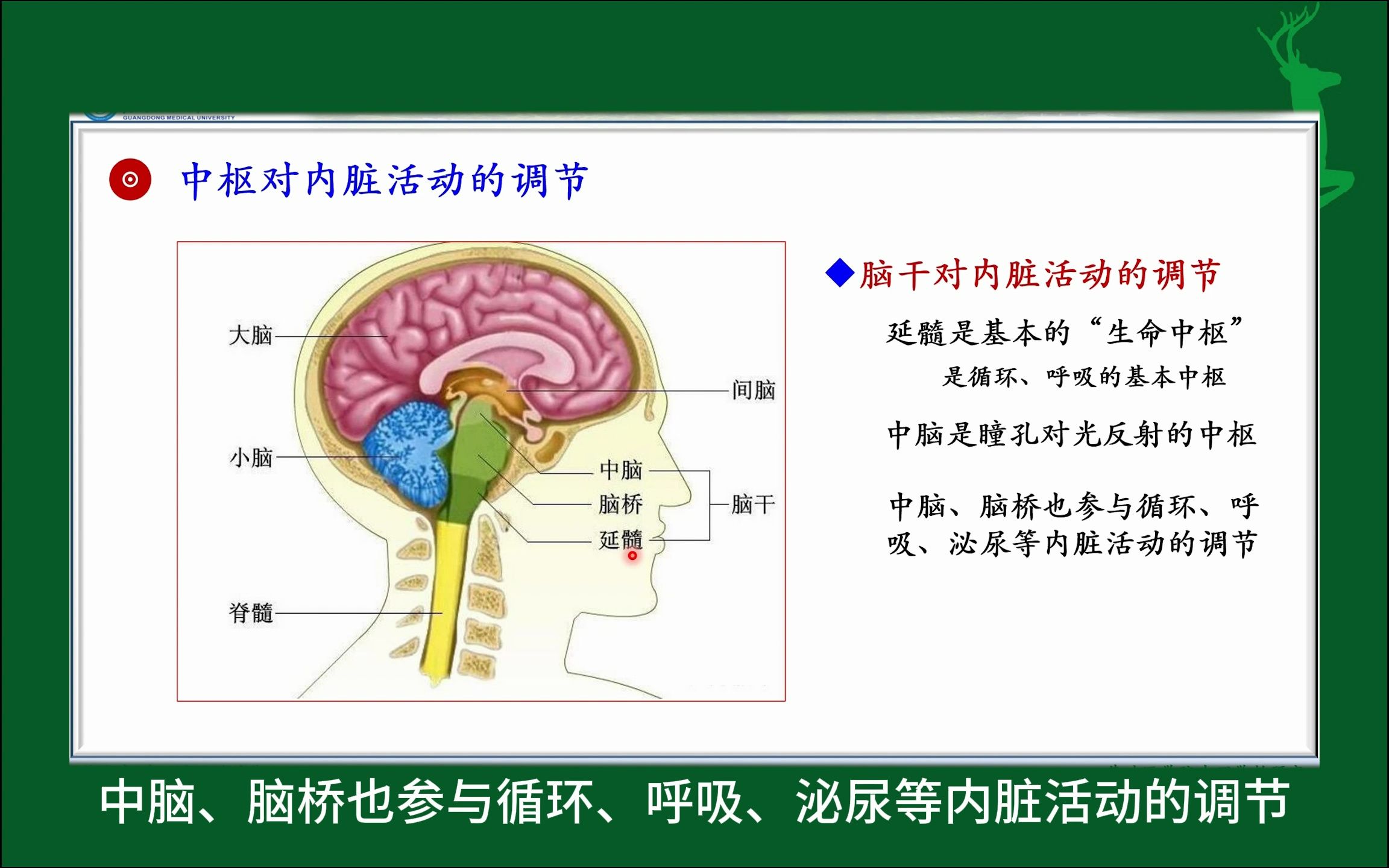 #中枢对内脏活动的调节#神经系统的功能#人体生理学#医学知识科普#...