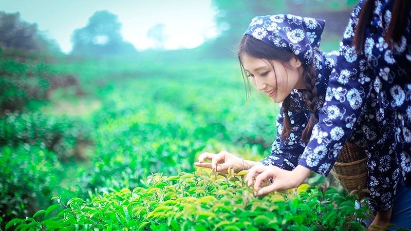 喝绿茶好处多,却不是人人都适合喝,你知道是为什么吗?