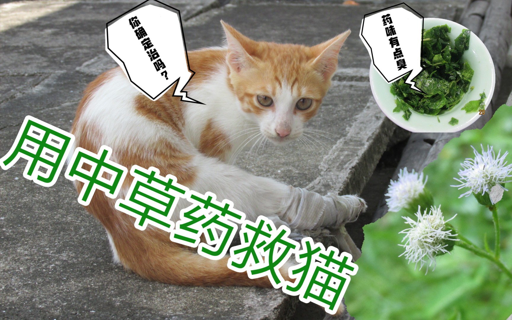 尝试用中草药救猫/治疗猫脚伤/中医方法救治记。切勿模仿,后果自负。