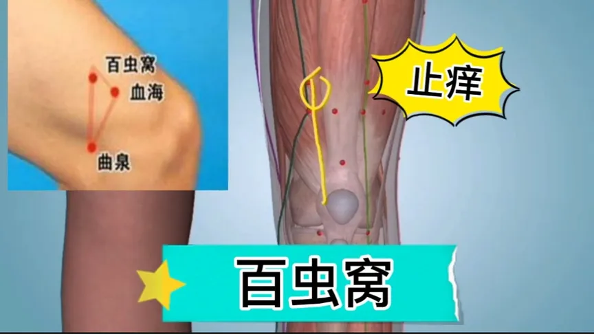 缓解皮肤瘙痒 按摩“百虫窝”穴位能够驱虫止痒 属于经外奇穴