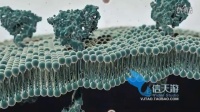 2070三维细胞膜模型展示微生物细胞分子演变原理动画