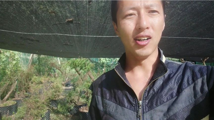 控根器在盆景下山桩栽植过程中有何作用,今天我来说说
