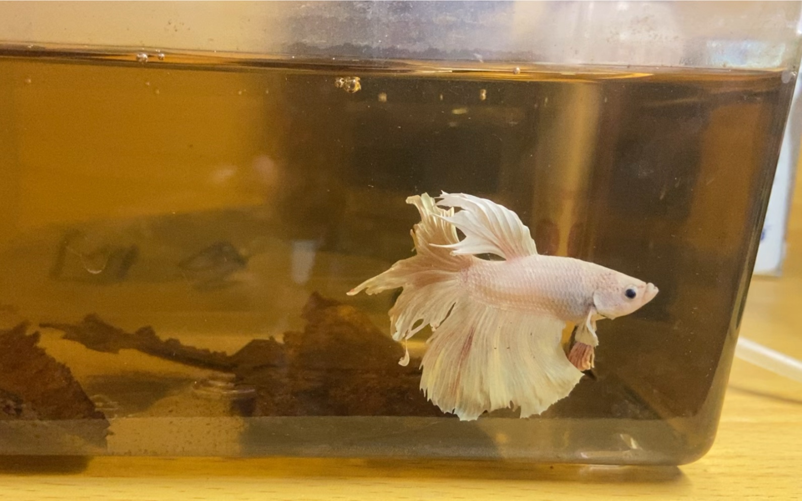 斗鱼烧尾怎么治疗,白色半月烧尾烂尾的治疗视频