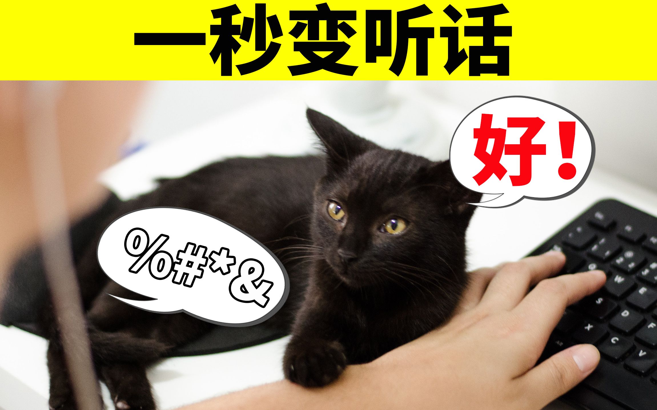6个让猫乖乖听话的办法,养猫的你不能不知道!