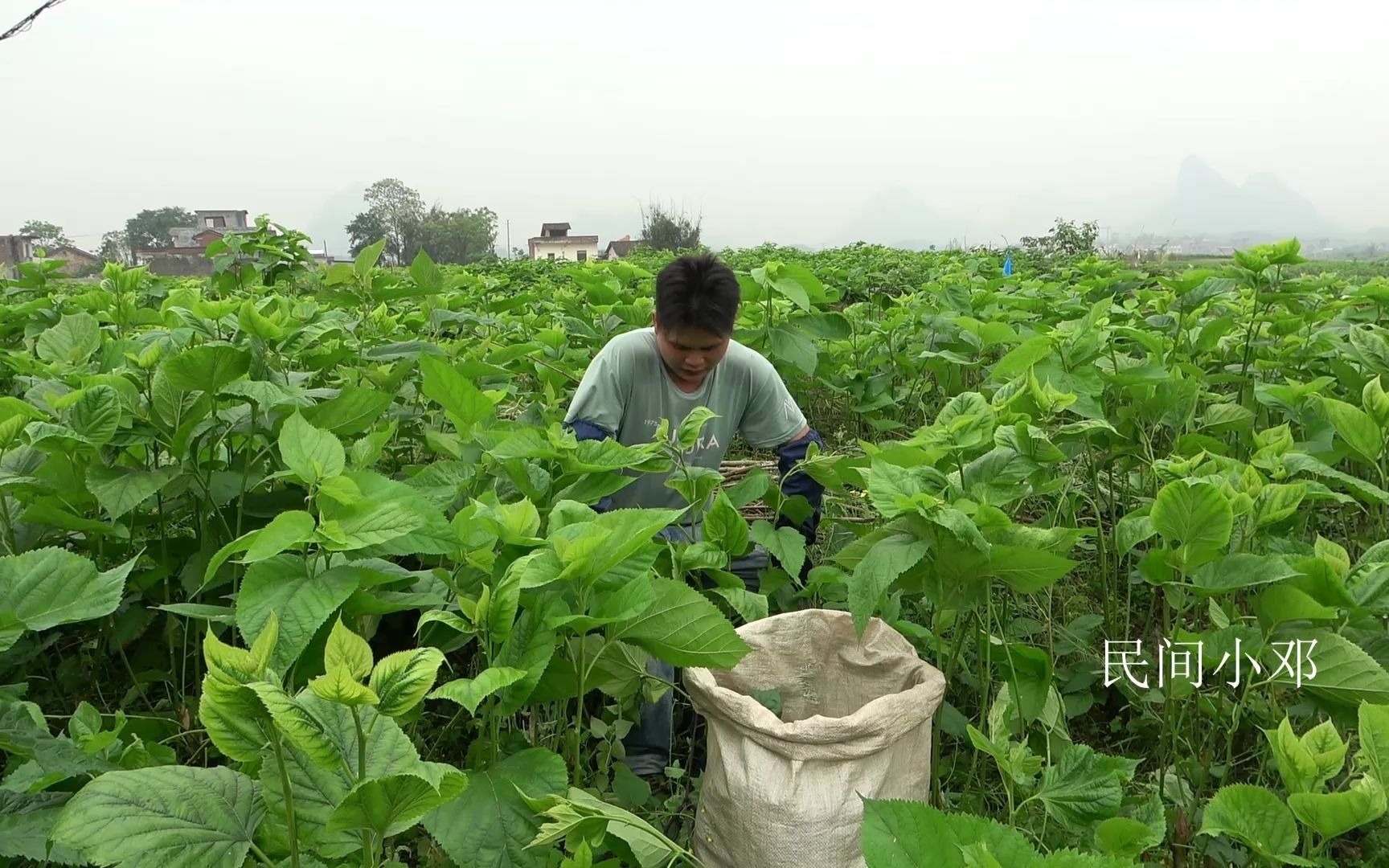 农民养蚕不容易,小伙实拍养蚕过程,大家一起进来看看吧