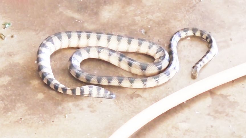 世界上最毒的海蛇,终究逃不过被吃的命运,海蛇血海蛇胆先取出来