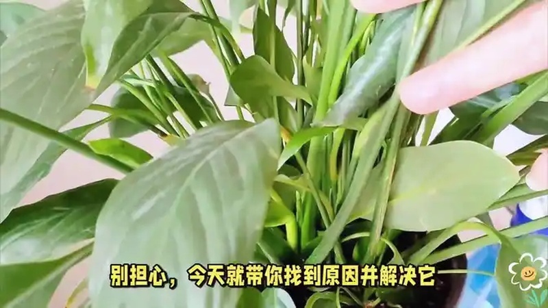 凤仙花种植有实用小妙招,按此操作,轻松种出美花