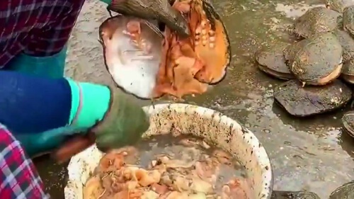 别再怀疑珍珠是假的了,给你们现场开珍珠蚌,这可是纯天然的珍珠!