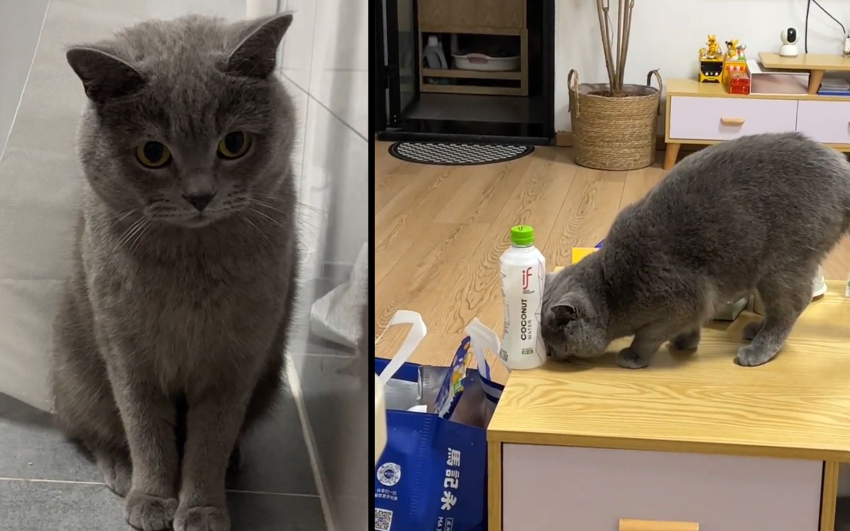 小脑袋好可爱!猫咪帮主人收拾桌面,网友:它还知道用头推更用力