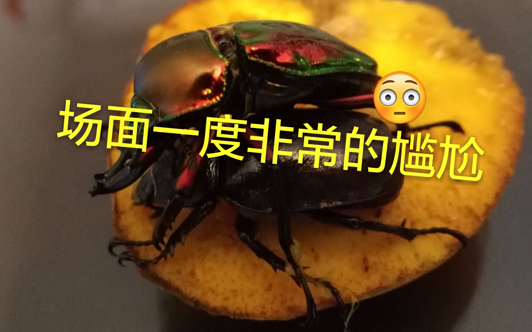 【科普向●结尾高能】兜虫与锹甲的口器形式及进食方式的差异