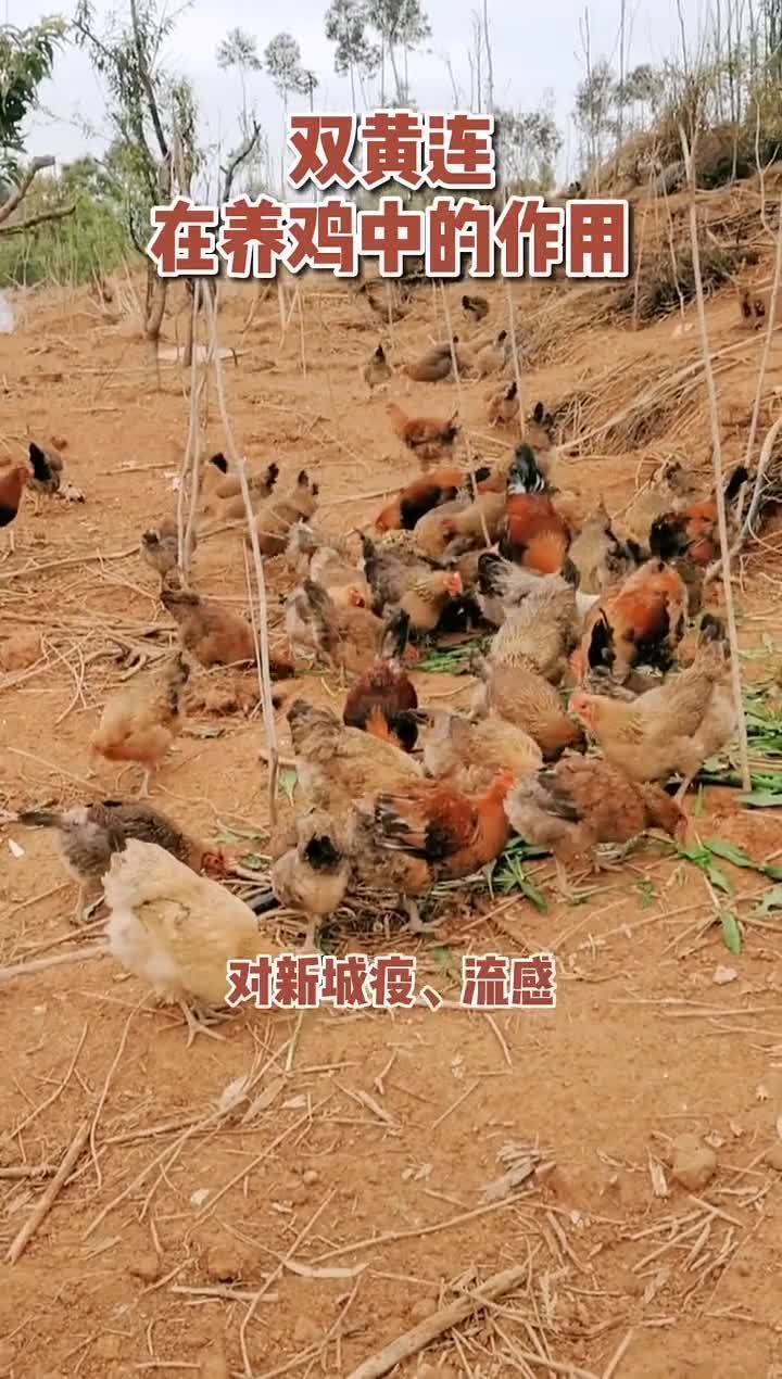 双黄连在养鸡中的作用