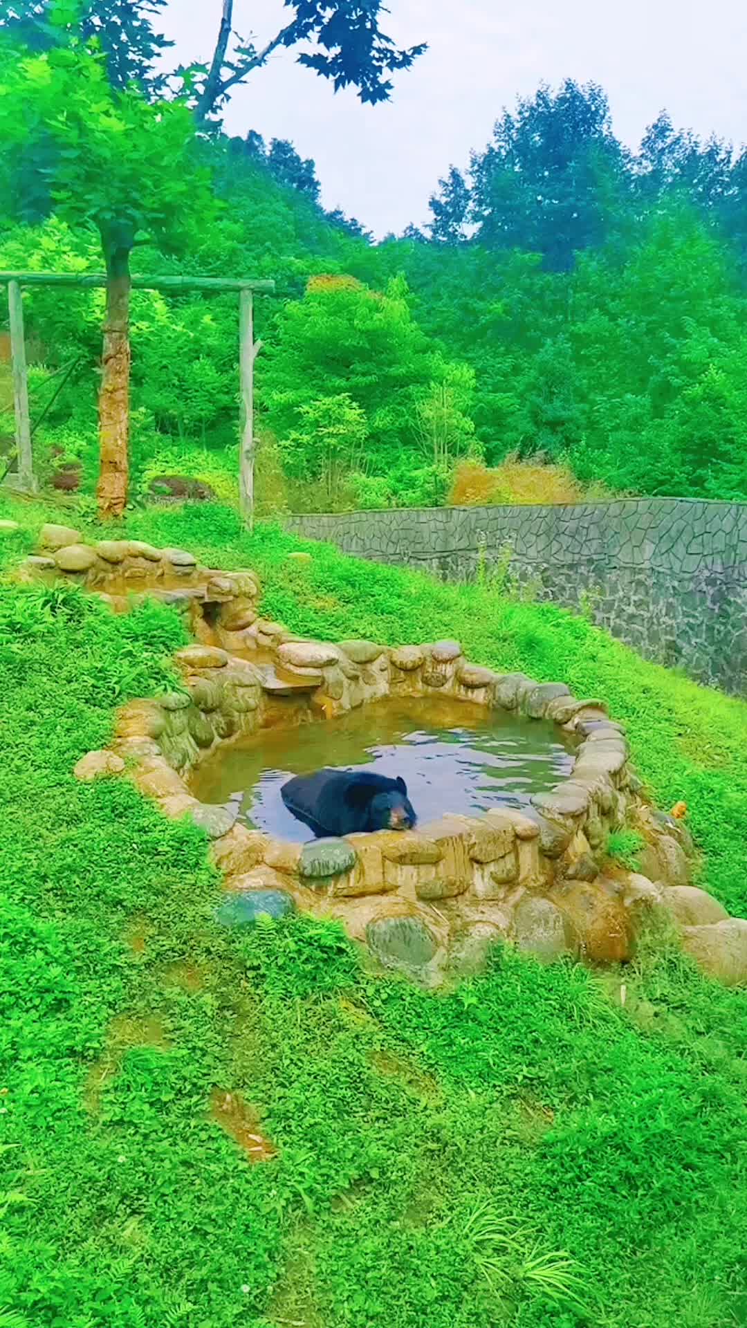 九寨沟之旅第199号:黑熊洗澡游泳。#熊猫乐园 #野生动物零距离 #...