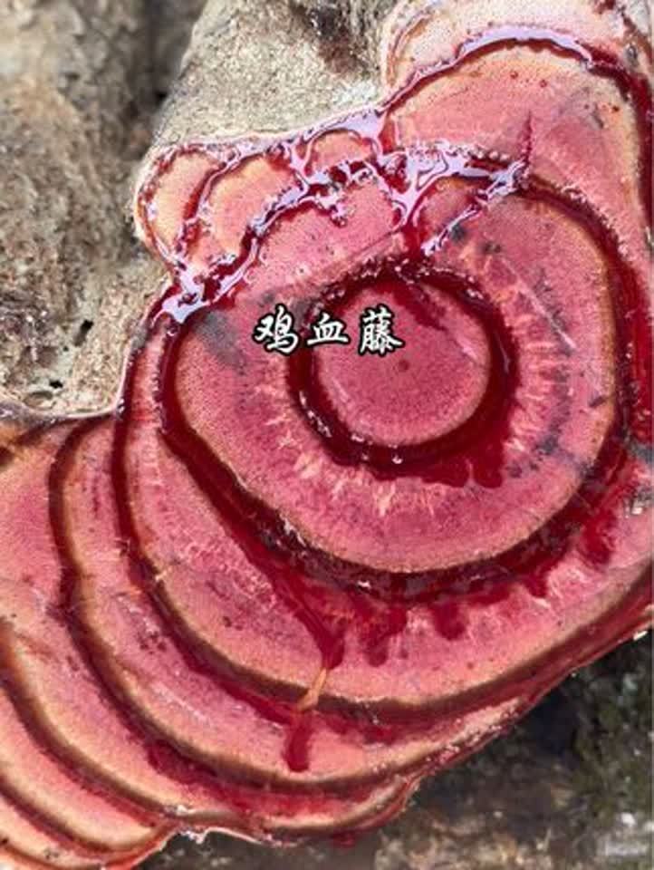 妇女的好伙伴,野生的大血藤,你知道它的用途吗?
